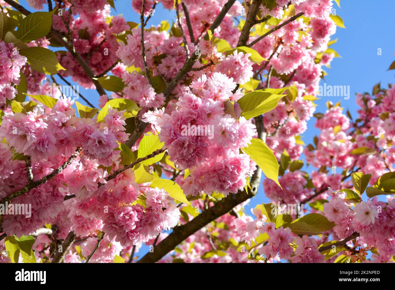Pink flowers splendor on a tree Stock Photo - Alamy