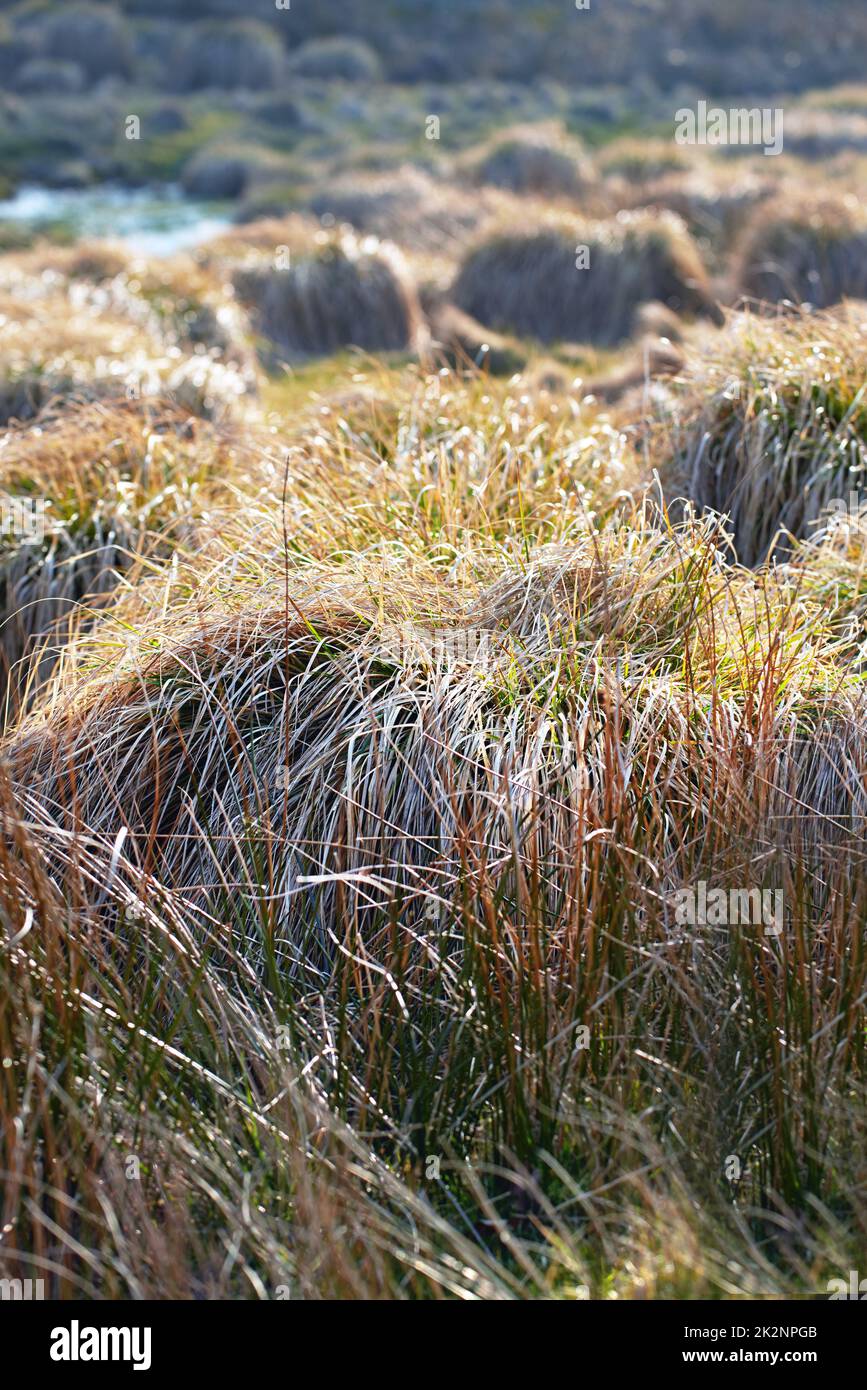 Danish wetland - Rebild National Park. Morning nature - marsh land. A ...