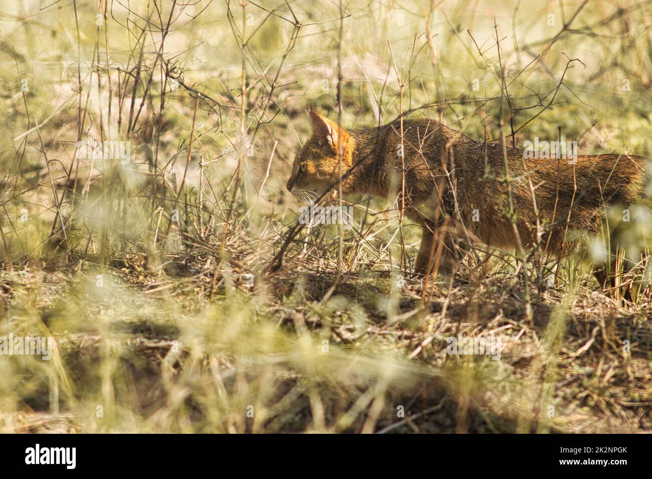 A closeup of the jungle cat hunting. Felis chaus Stock Photo - Alamy