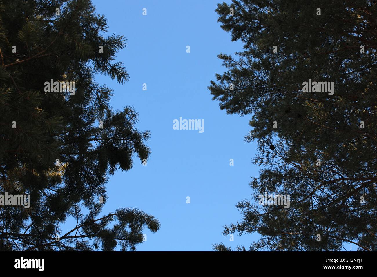 Evening sky trees hi-res stock photography and images - Alamy