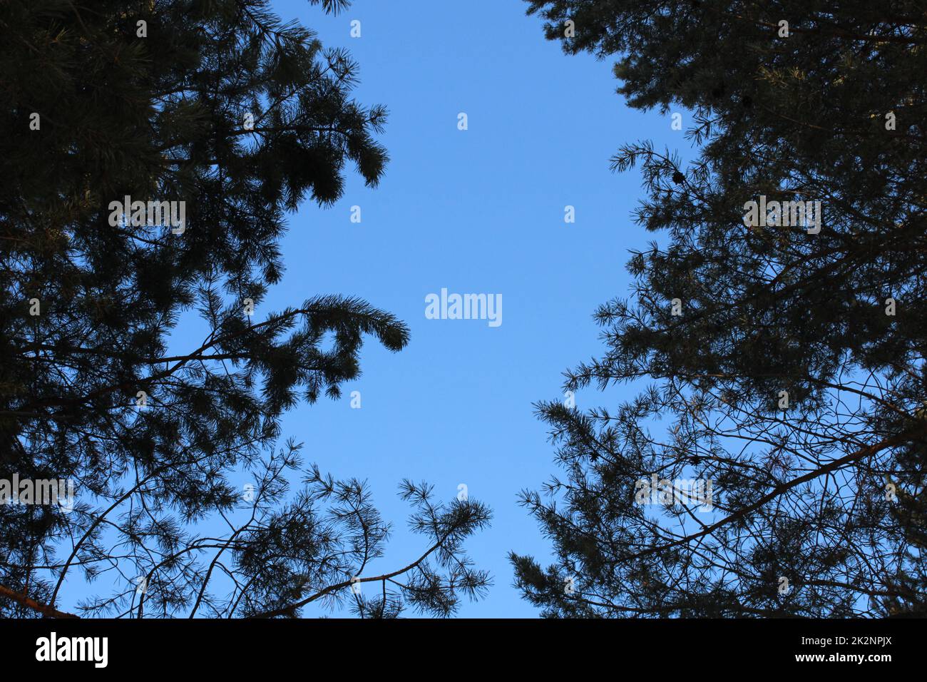 Evening sky trees hi-res stock photography and images - Alamy