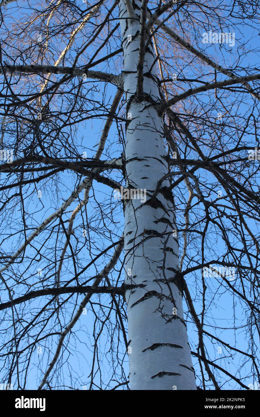 Tree top bottom view hi-res stock photography and images - Alamy