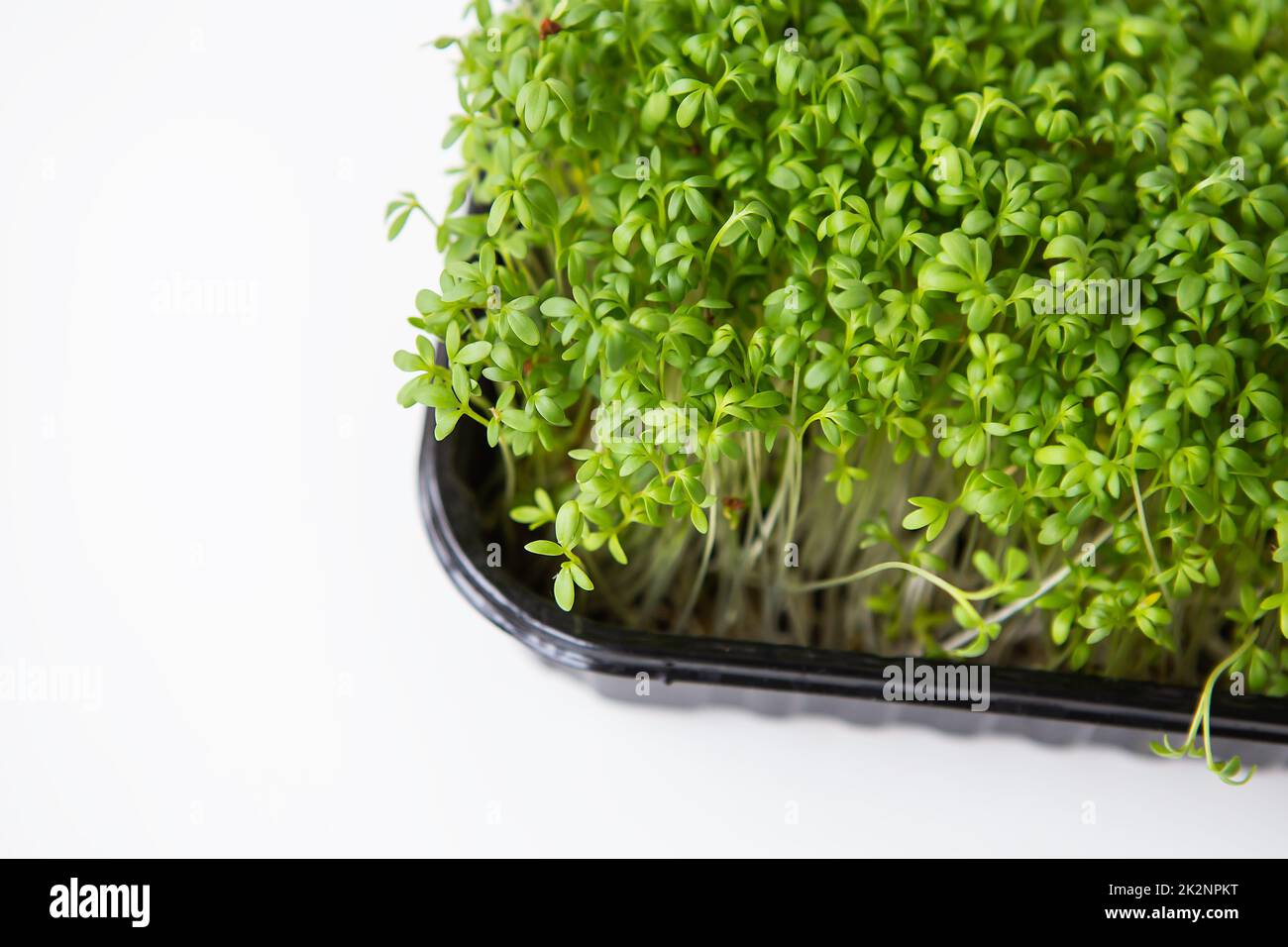 Selective focus. Beautiful green microgreen leaves. Germination of ...