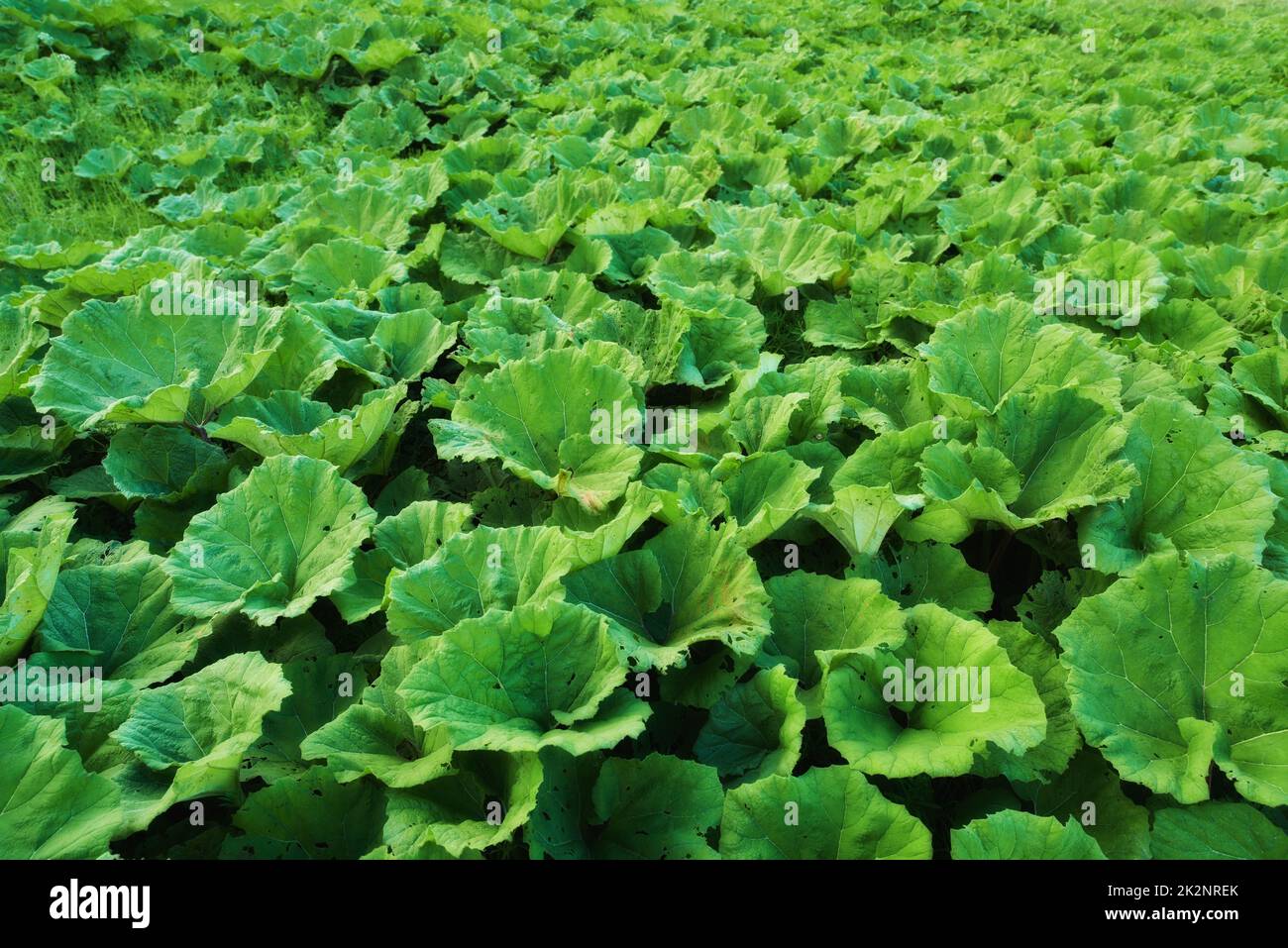 Perfect ground cover for your garden. Cropped closeup view of ground vy ...