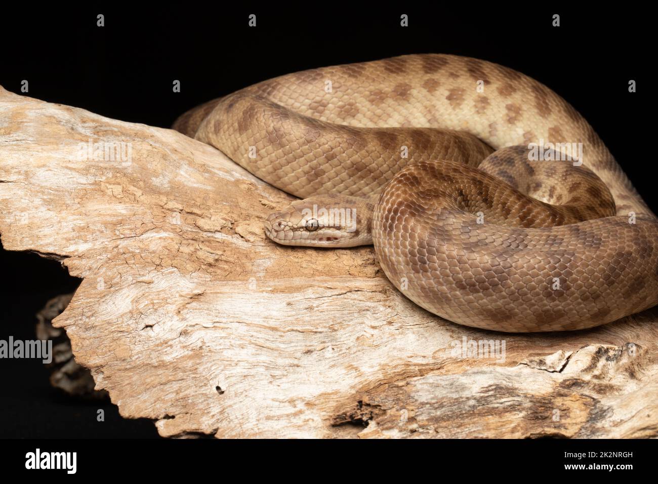 Light brown snake hi-res stock photography and images - Alamy