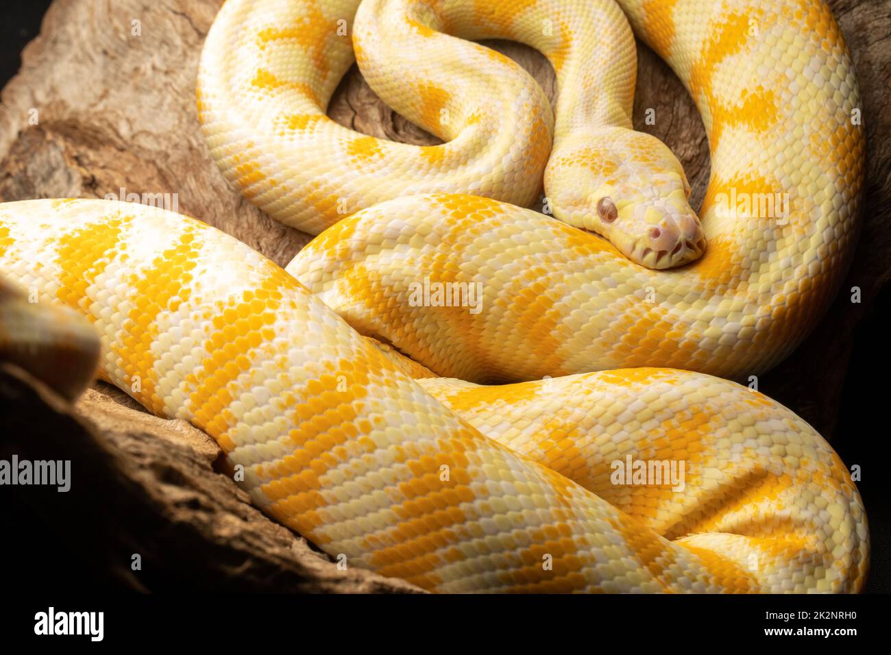 Coiled burmese python hi-res stock photography and images - Alamy