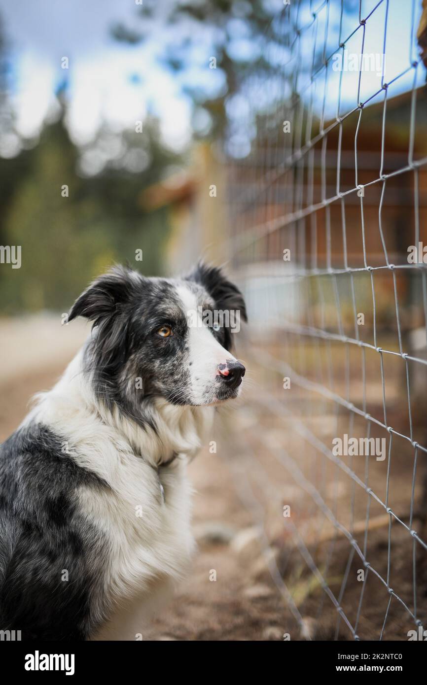A vertical shot of an adorable Border Collie with blue and brown eyes ...