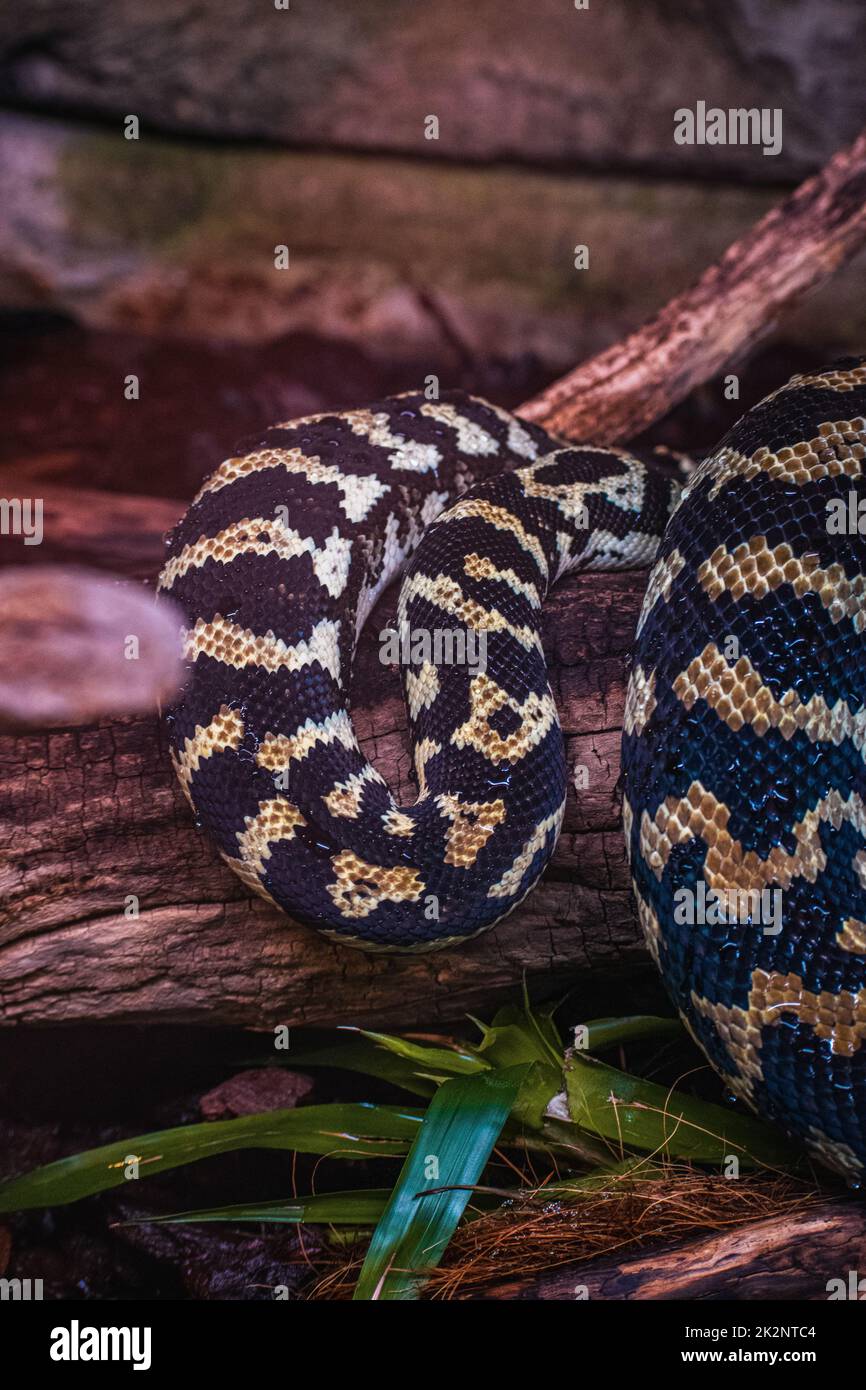 Jungle carpet snake hi-res stock photography and images - Alamy