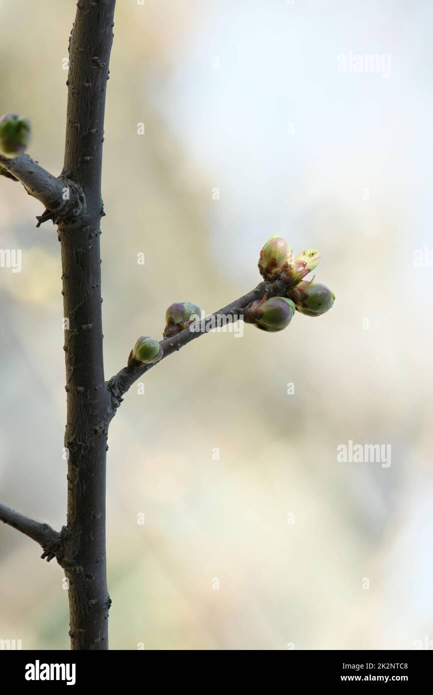 Sweet Cherry Buds Before Spring Blossom. High resolution photo Stock ...