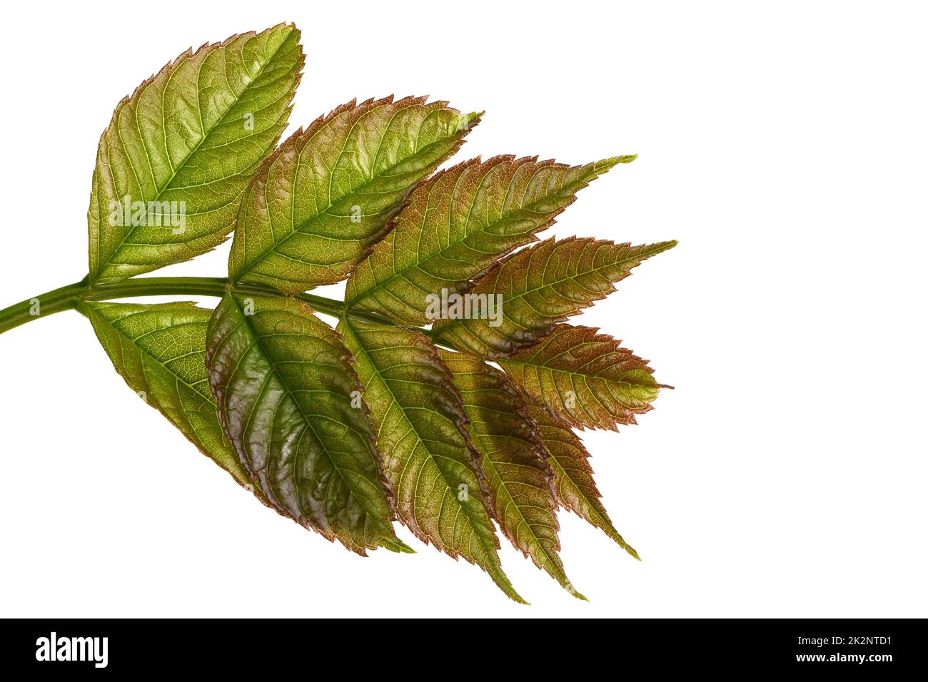 Young ash leaves. Close up of Common Ash Tree Leaves isolated on white ...