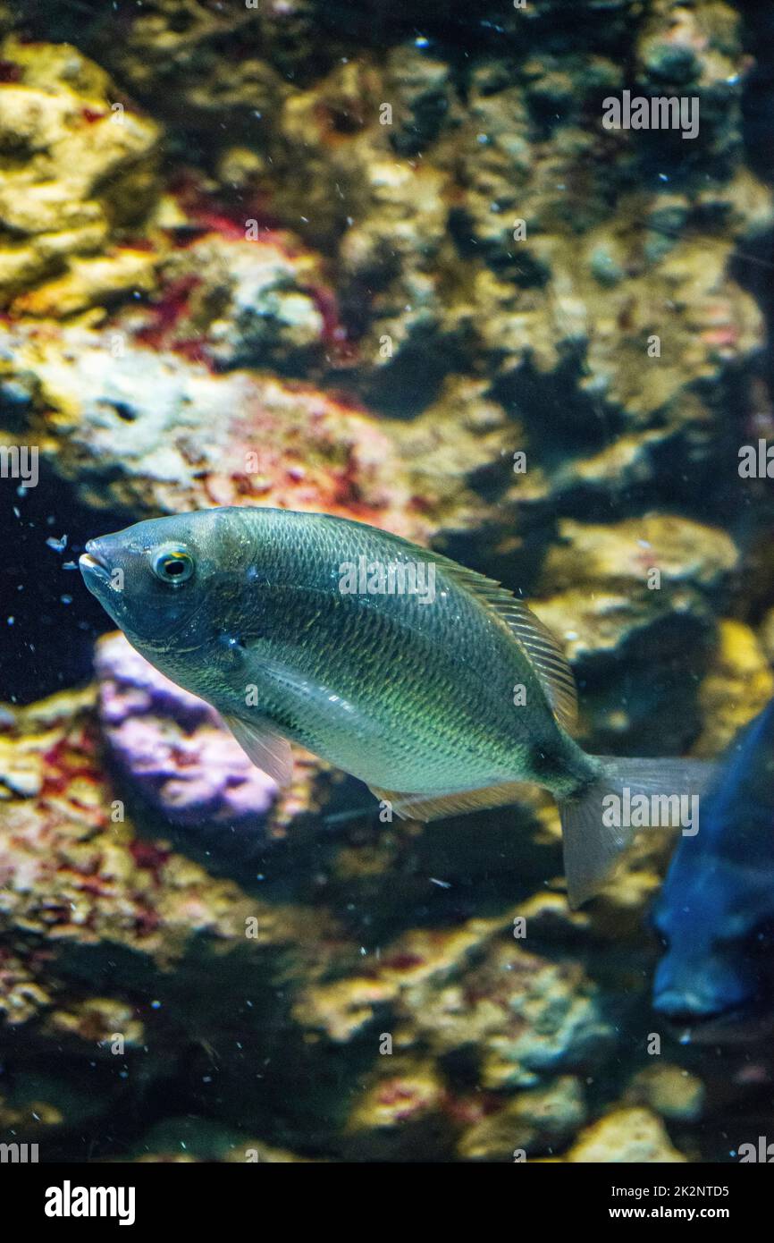A closeup shot of an annular seabream fish under the water Stock Photo ...