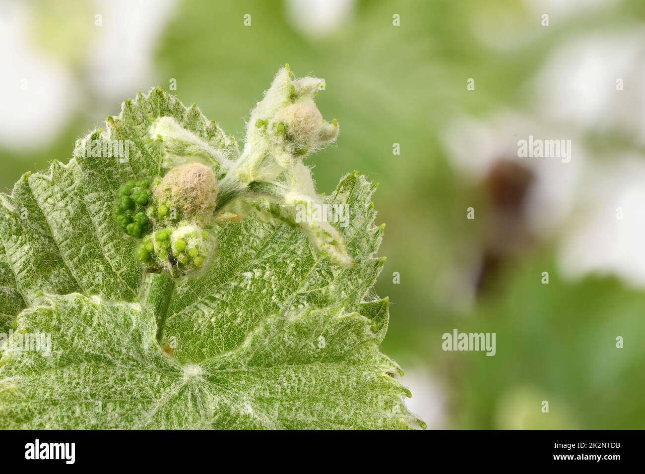 Young shoots of grapes on white. Side view. High resolution photo. Full ...