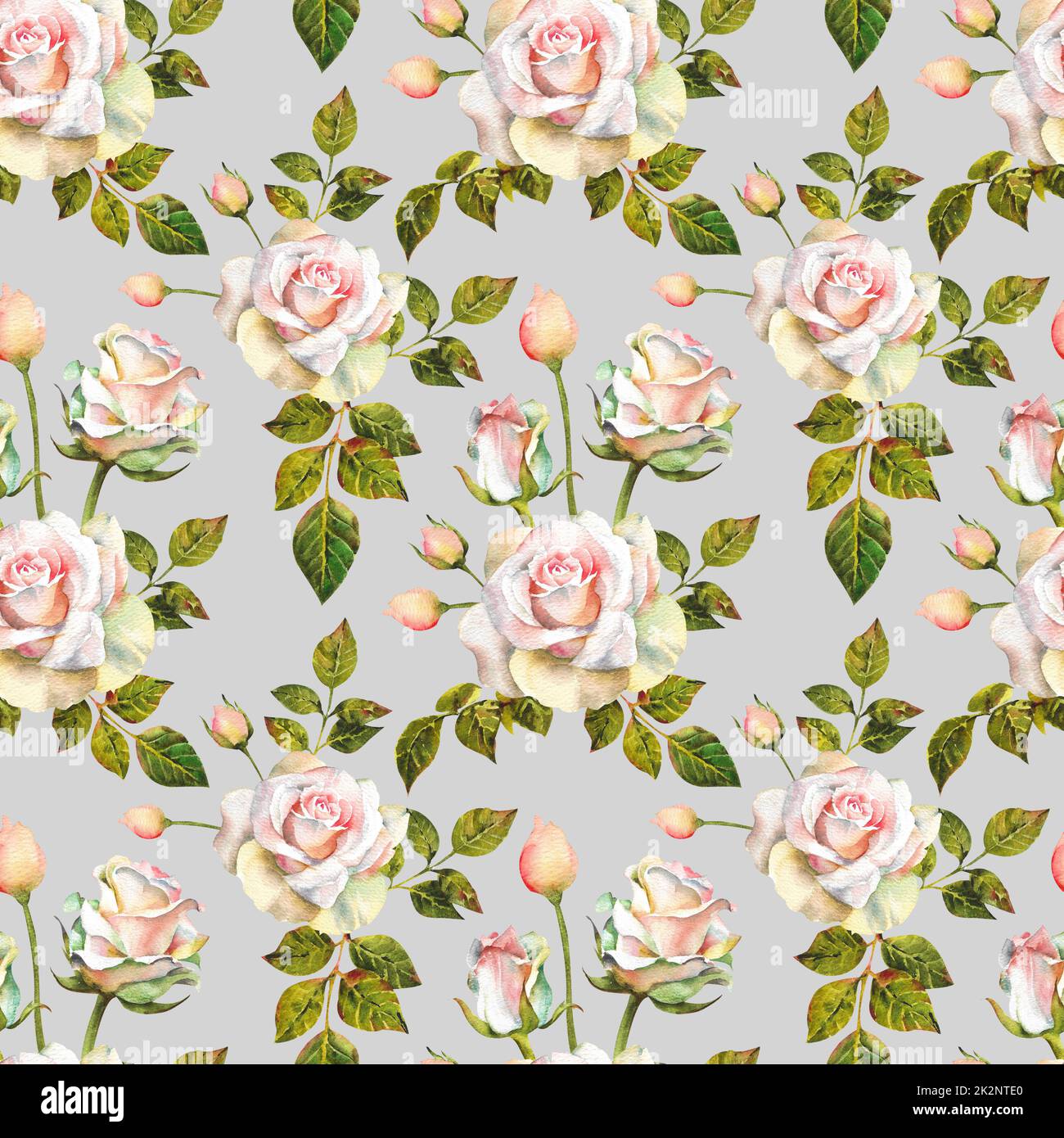 Watercolor roses. White rose buds with twigs and leaves on a white background Stock Photo - Alamy