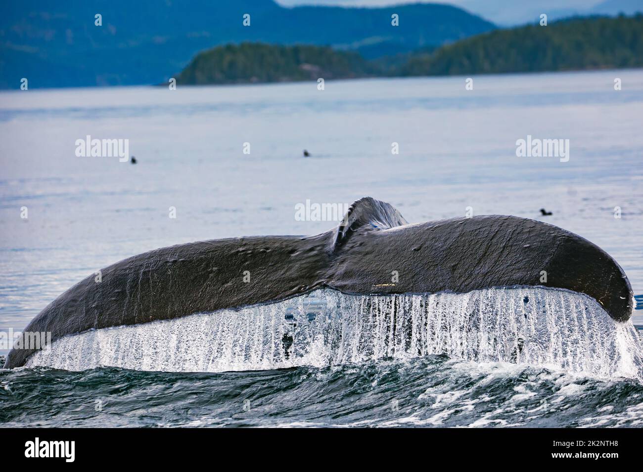 A whale's tail above the surface of the ocean water Stock Photo - Alamy