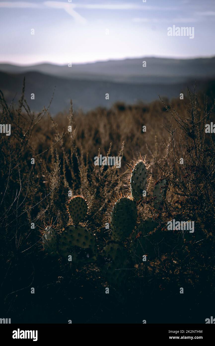A vertical of wild cacti captured under gloomy lighting Stock Photo - Alamy