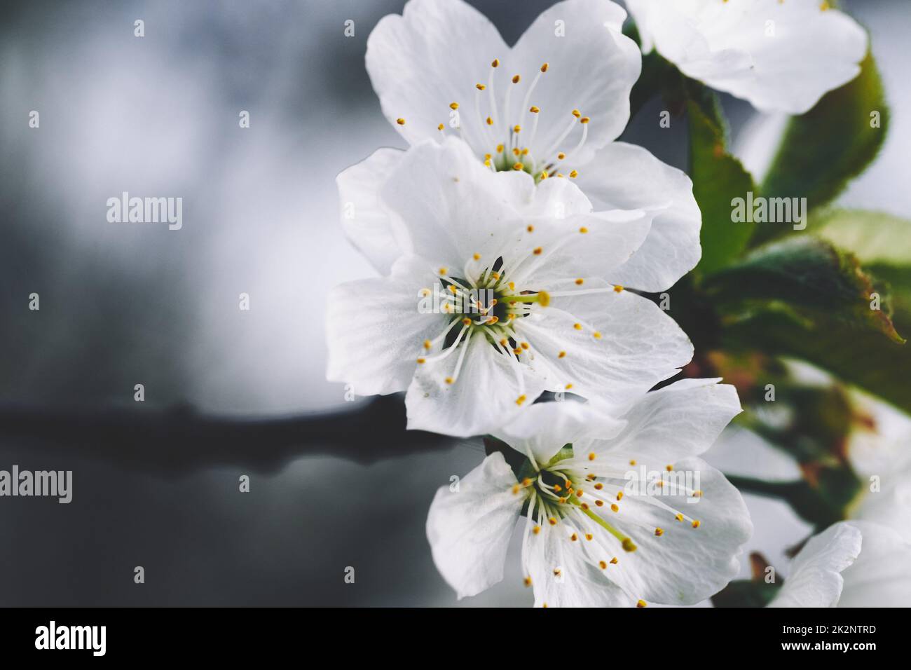 A closeup of cherry tree flowers close up with a blurry background ...