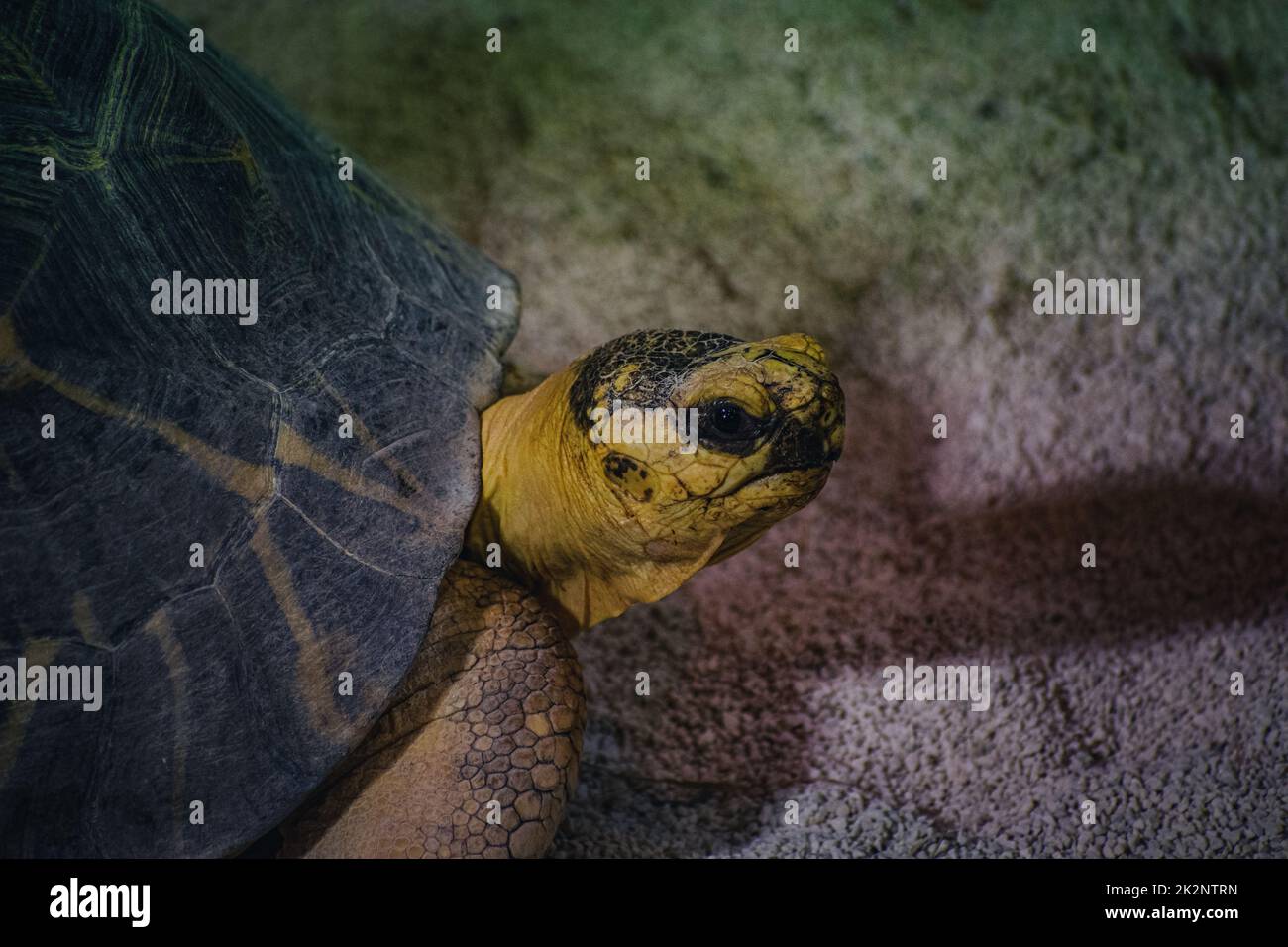 A beautiful shot of a radiated tortoise under the water Stock Photo - Alamy