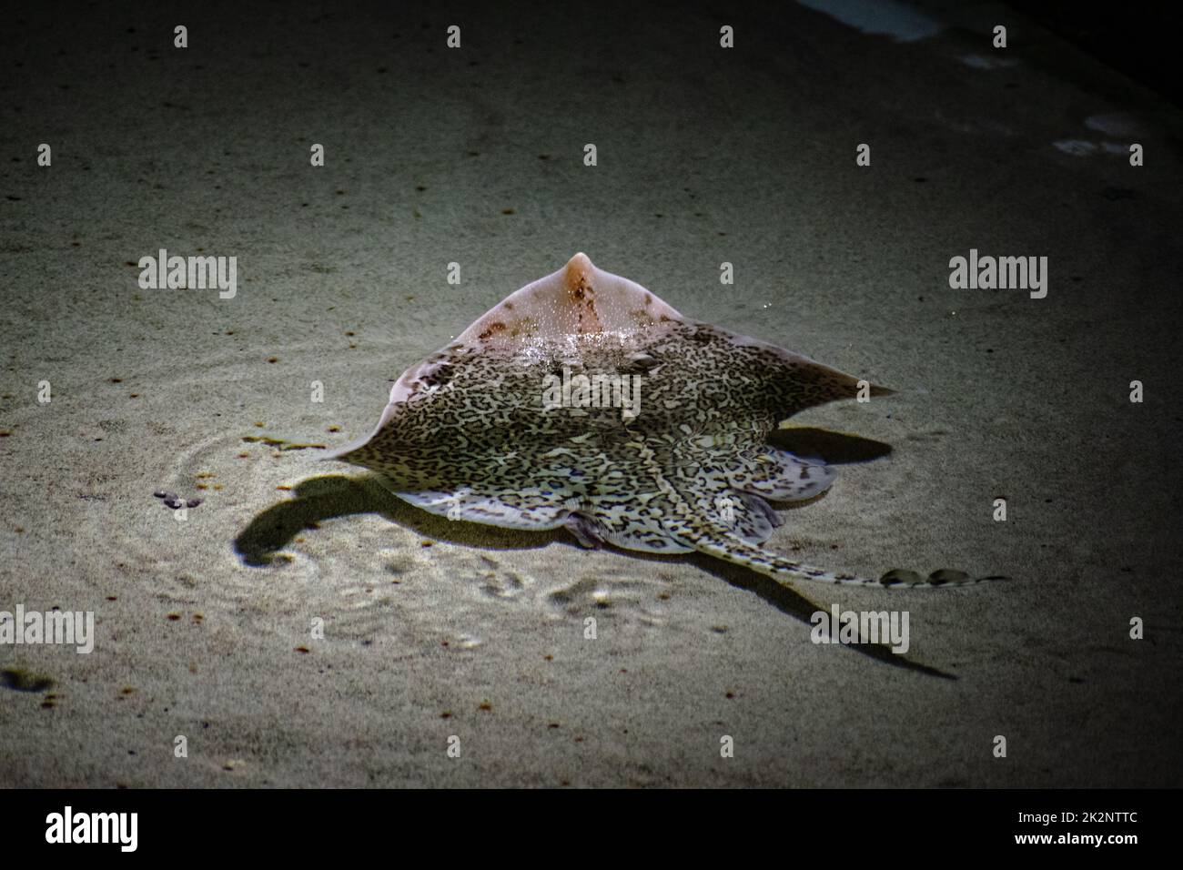 A beautiful shot of a thornback ray under the water Stock Photo - Alamy