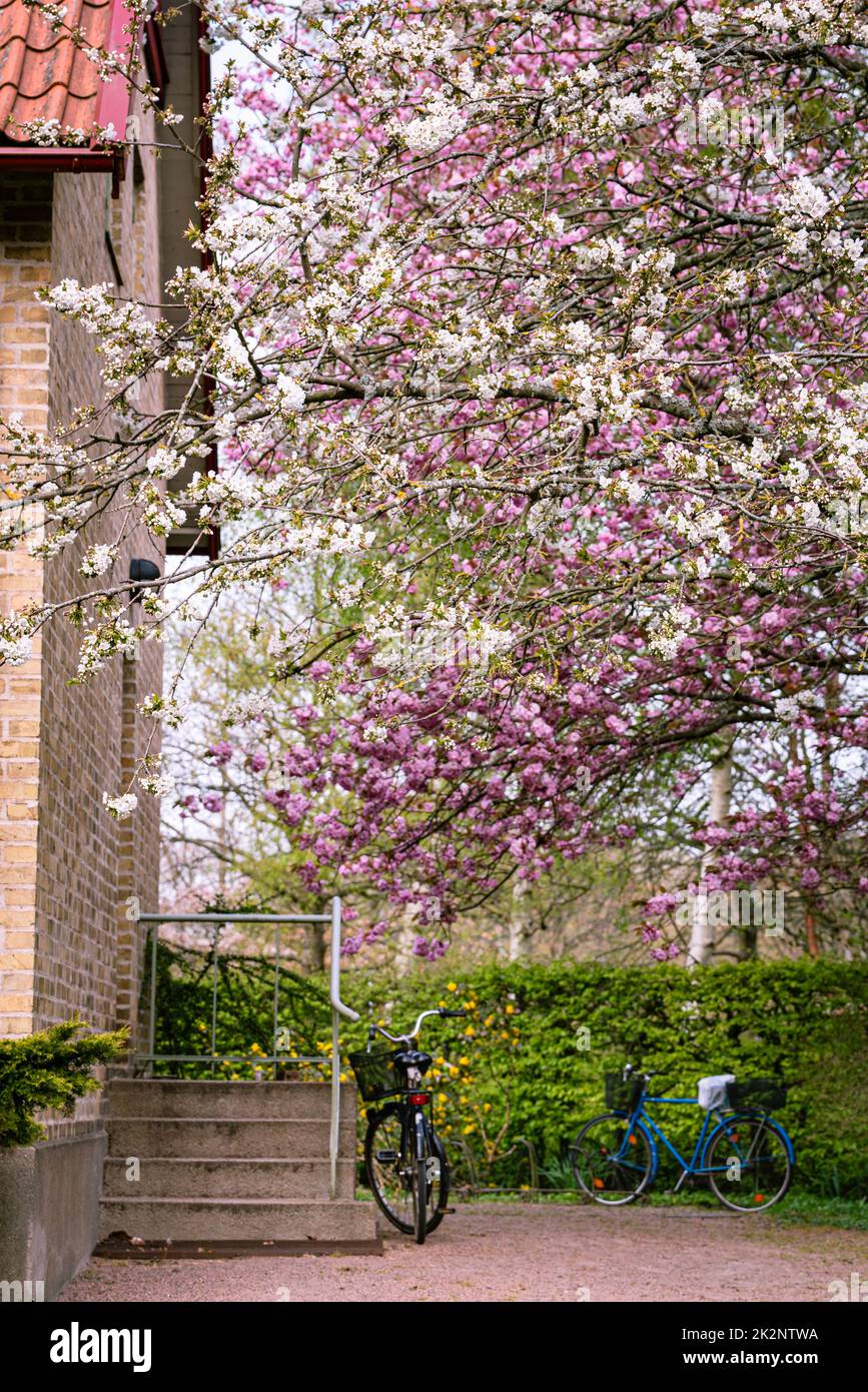 Spring in Scandinavia. 2 bicycles or bikes parked underneath blooming ...