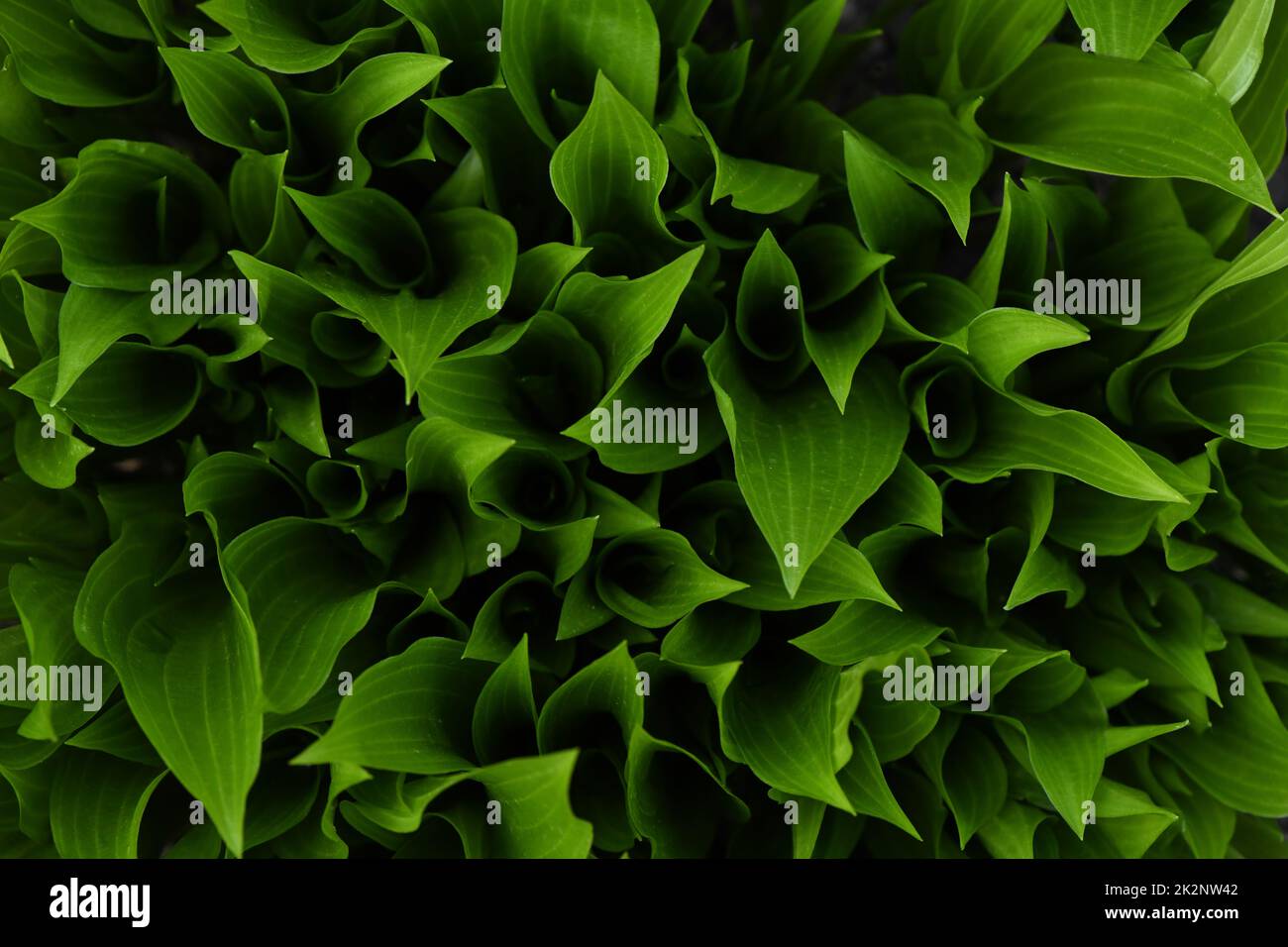 Young hosta leaves in spring. Natural background with hosta leaves ...