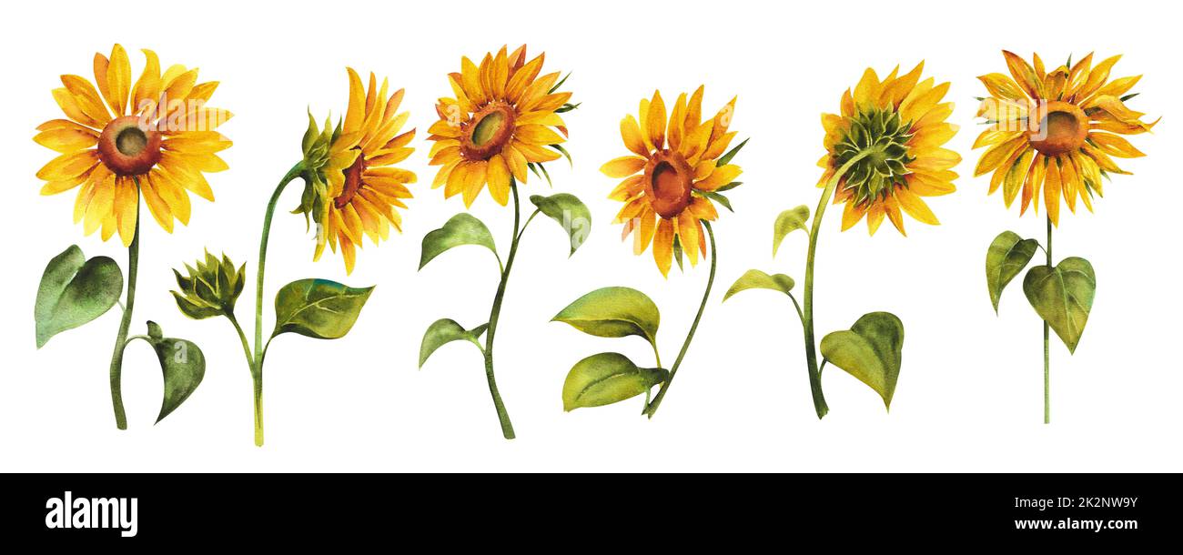 Watercolor sunflowers. Yellow bright sunflowers on a white background ...