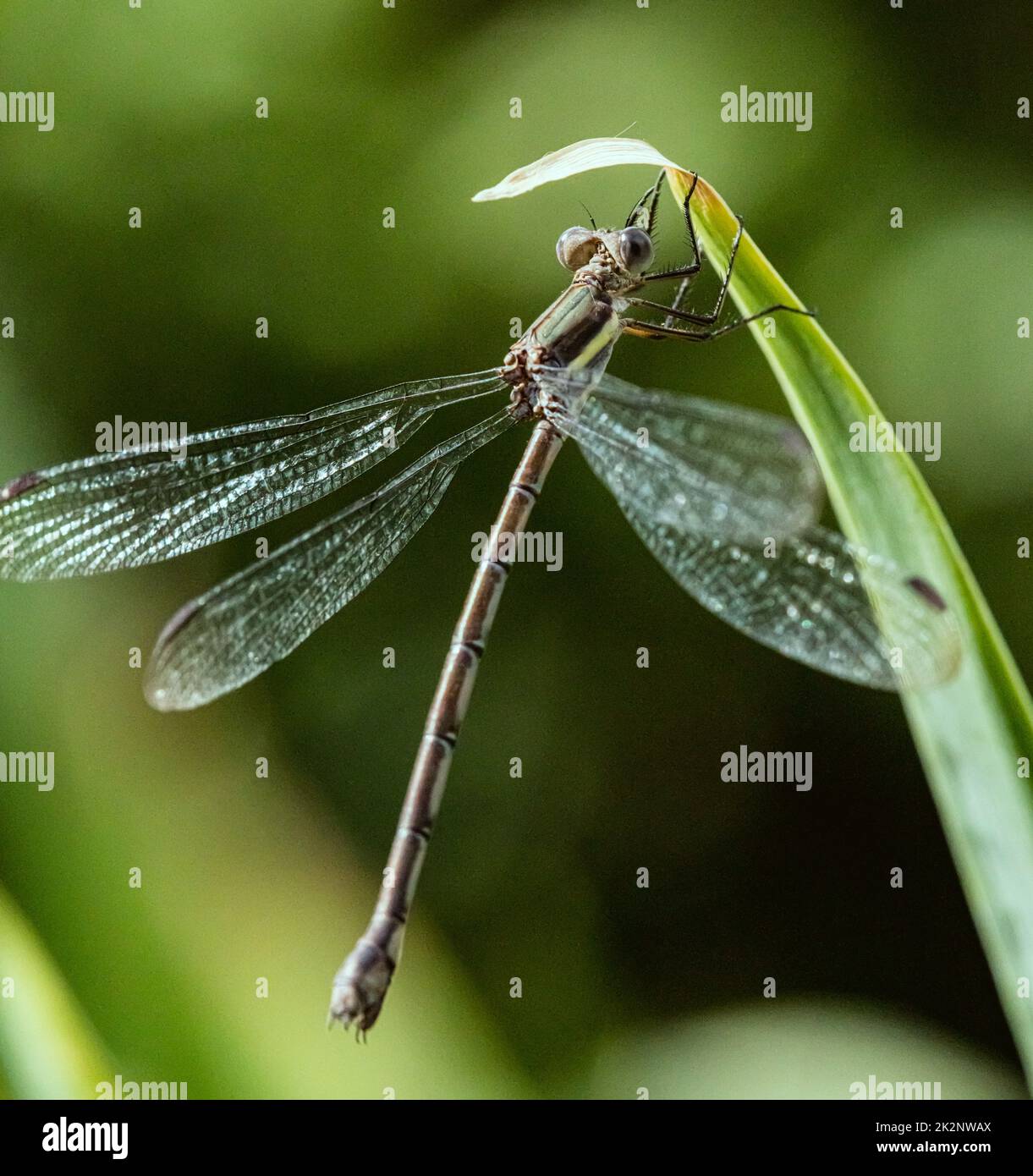 A closeup of an Odonata flying insect standing on a leaf with blurred ...