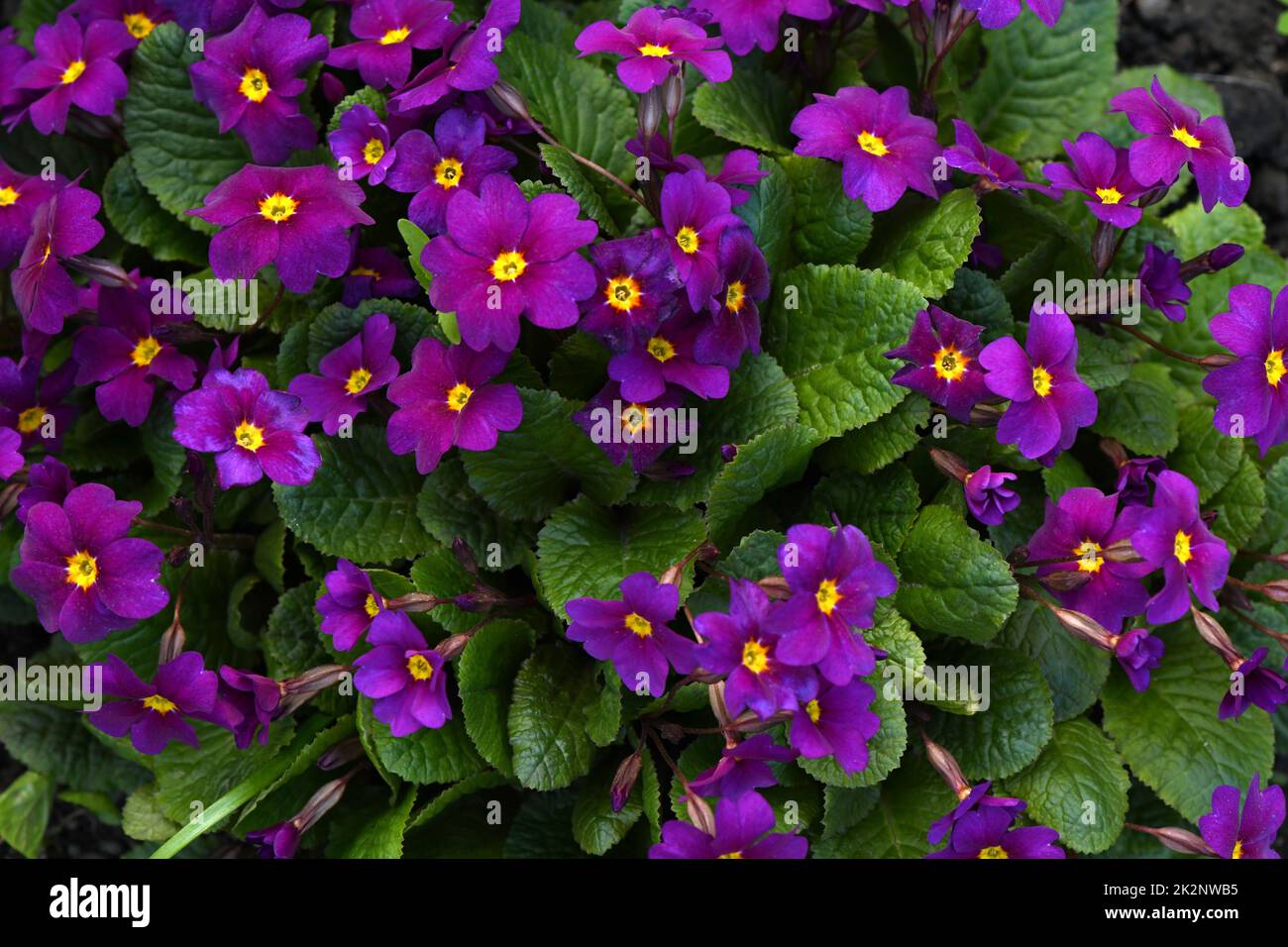 Spring flowers. Violet violets flowers bloom in the spring forest ...