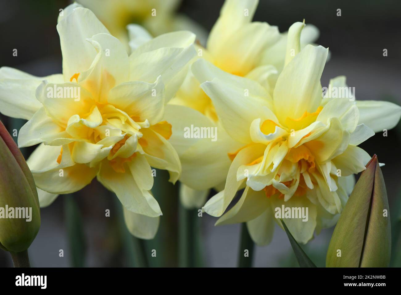 Yellow daffodils. Daffodils in a sunny spring garden. High resolution ...