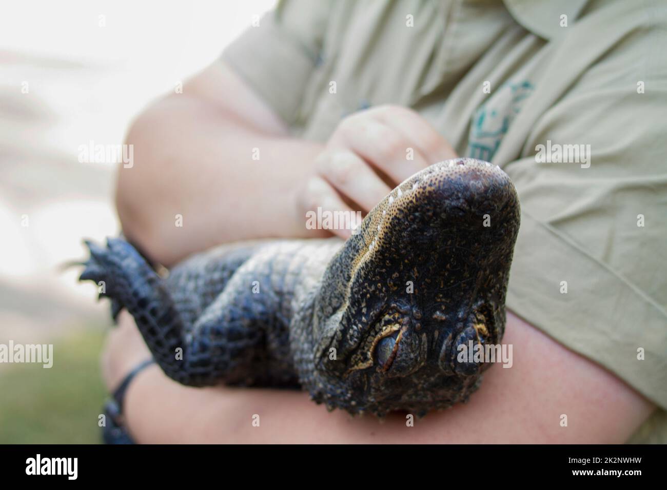The American alligator hatchling being patted by zookeeper Stock Photo ...