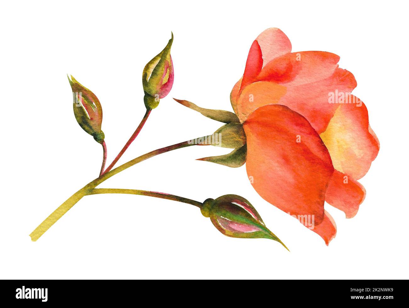 Watercolor rose. Pink rose bud with petals and isolated on white ...