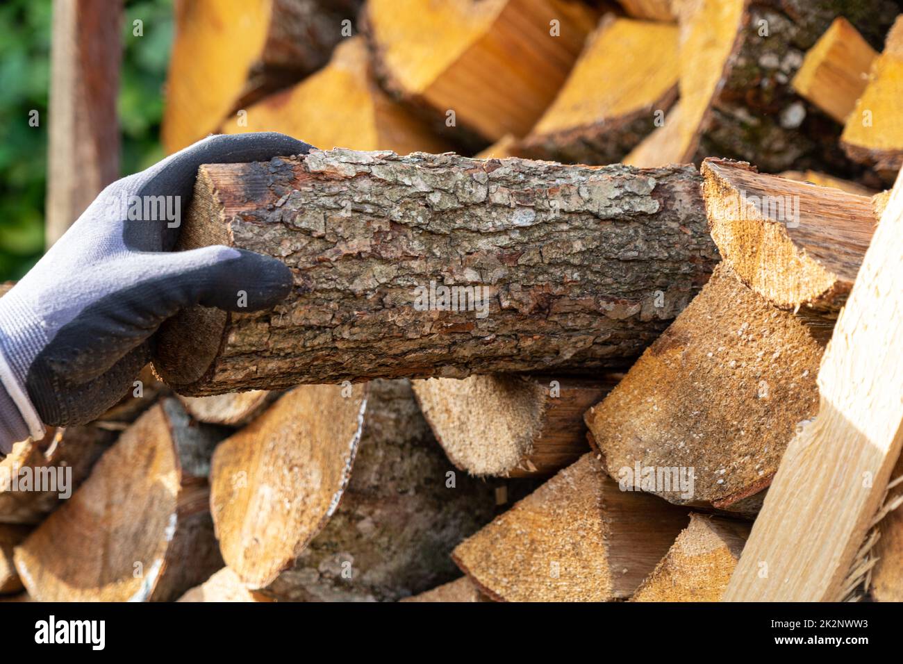 Heating with wood: Pulling out a log from a winter stockpile of ...