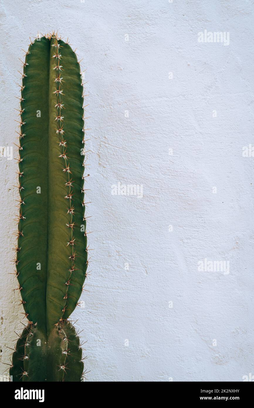 Green cactus, close-up on white light background, beautiful natural ...