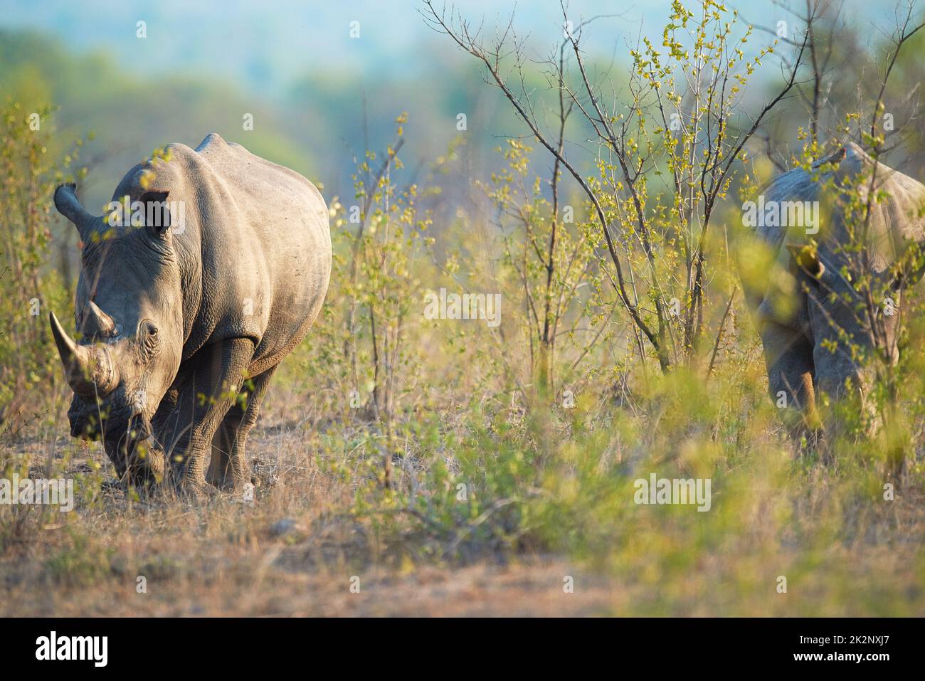 Wild animals in natural habitat hi-res stock photography and images - Alamy