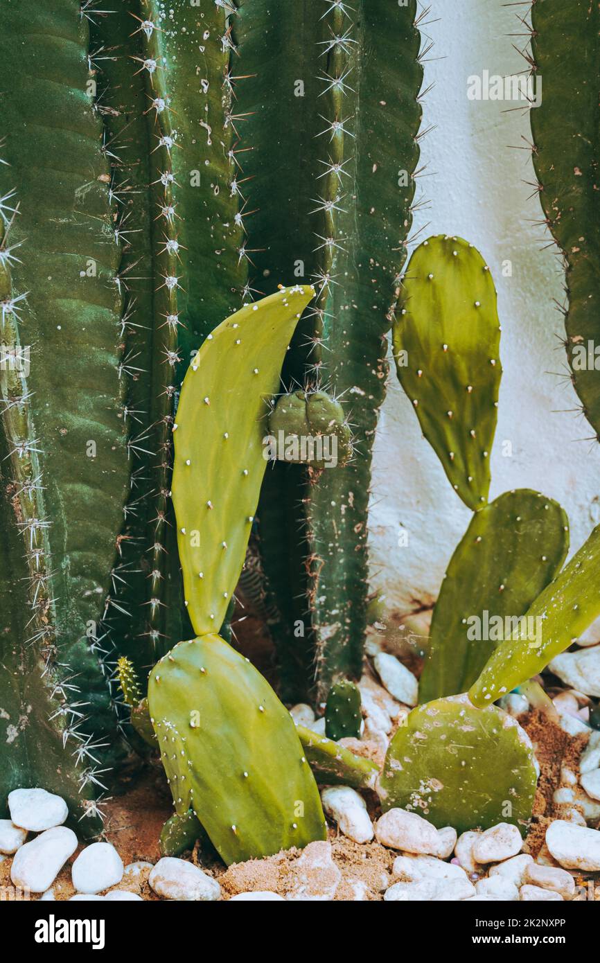 Green cactus, close-up on white light background, beautiful natural ...