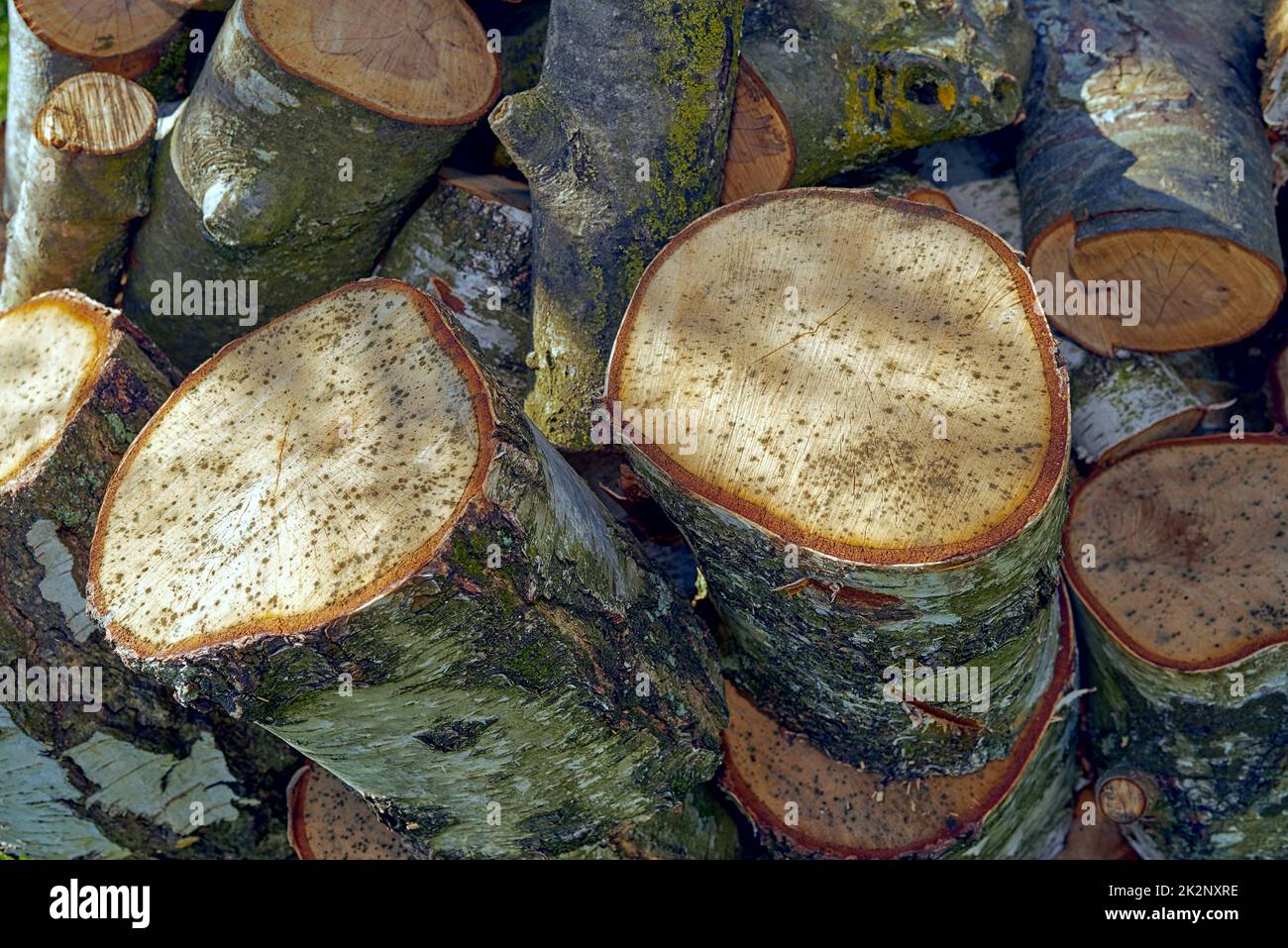 Harvested timber. Newly harvested timber - ready to use as firewood ...