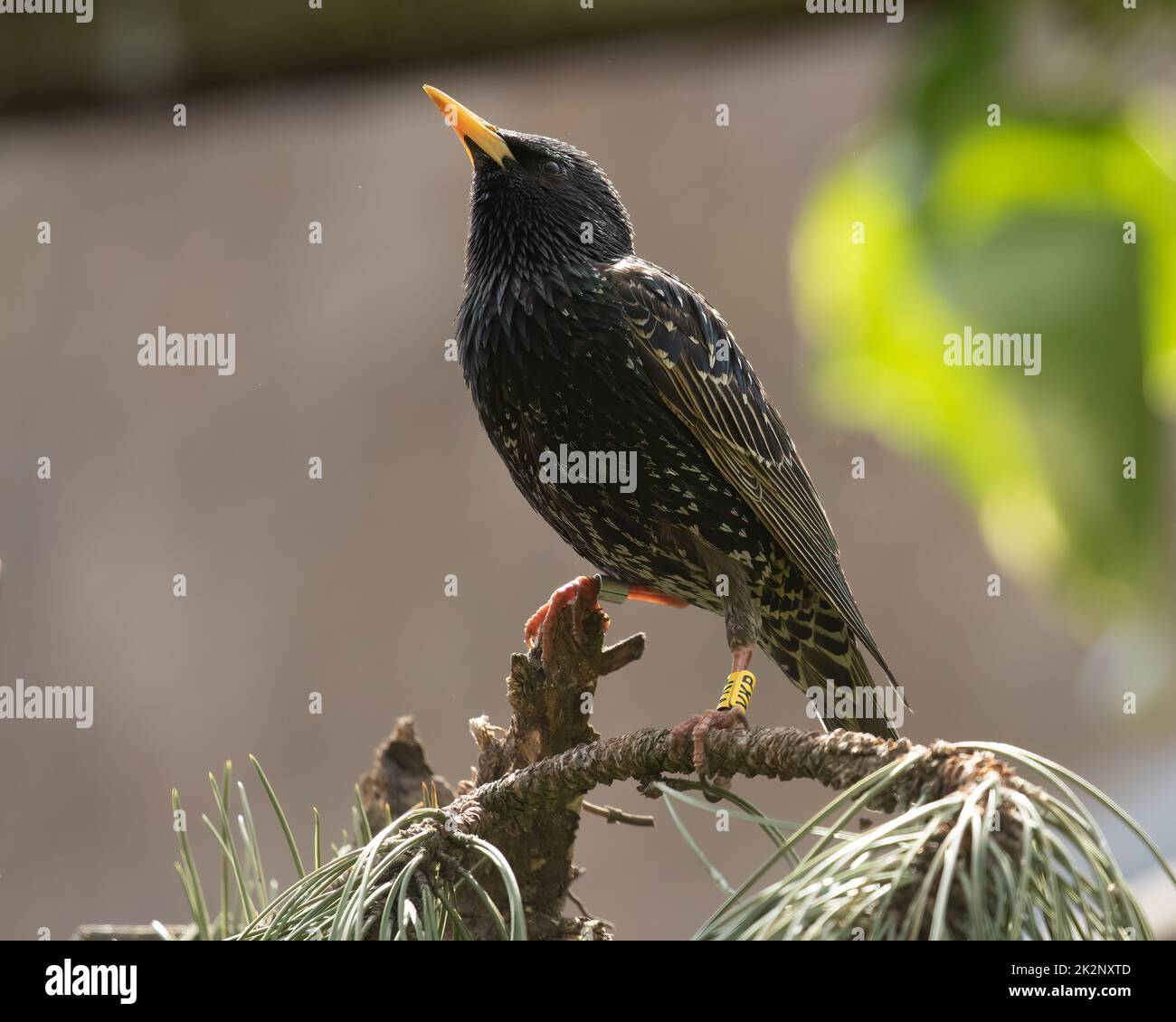 A Yellow tagged Starling bird perched on top of fir tree Stock Photo ...