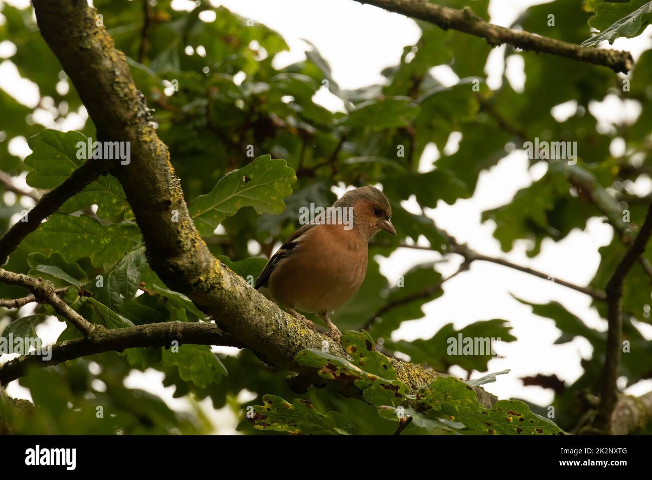 A Male Chaffinch bird perched on branch with green Oak leaves Stock ...