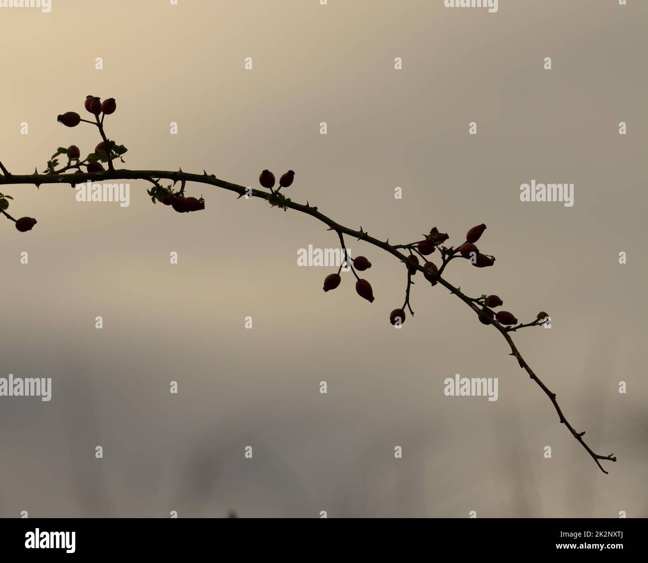 A silhouette of Thorny Hawthorn branch against early morning pale ...