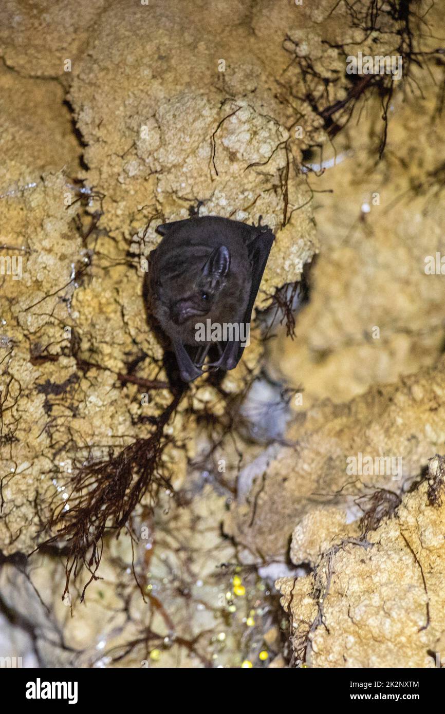 A closeup shot of a bat in a cave at night Stock Photo - Alamy
