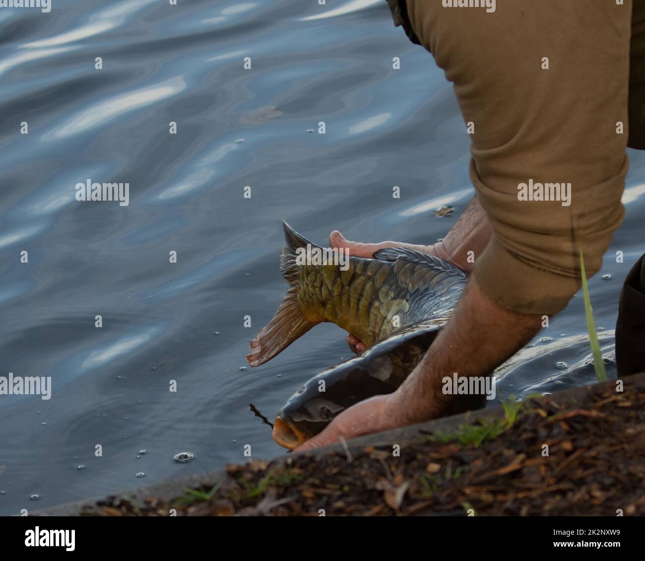 A Linear Carp fish being released carefully into lake by anonymous ...
