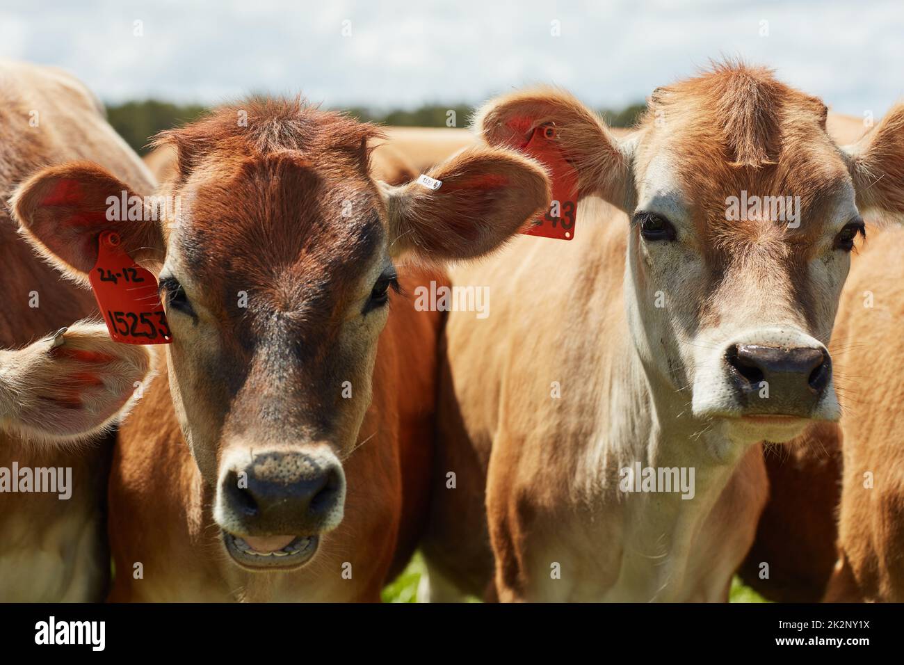 Old macdonald farm cow hi-res stock photography and images - Alamy