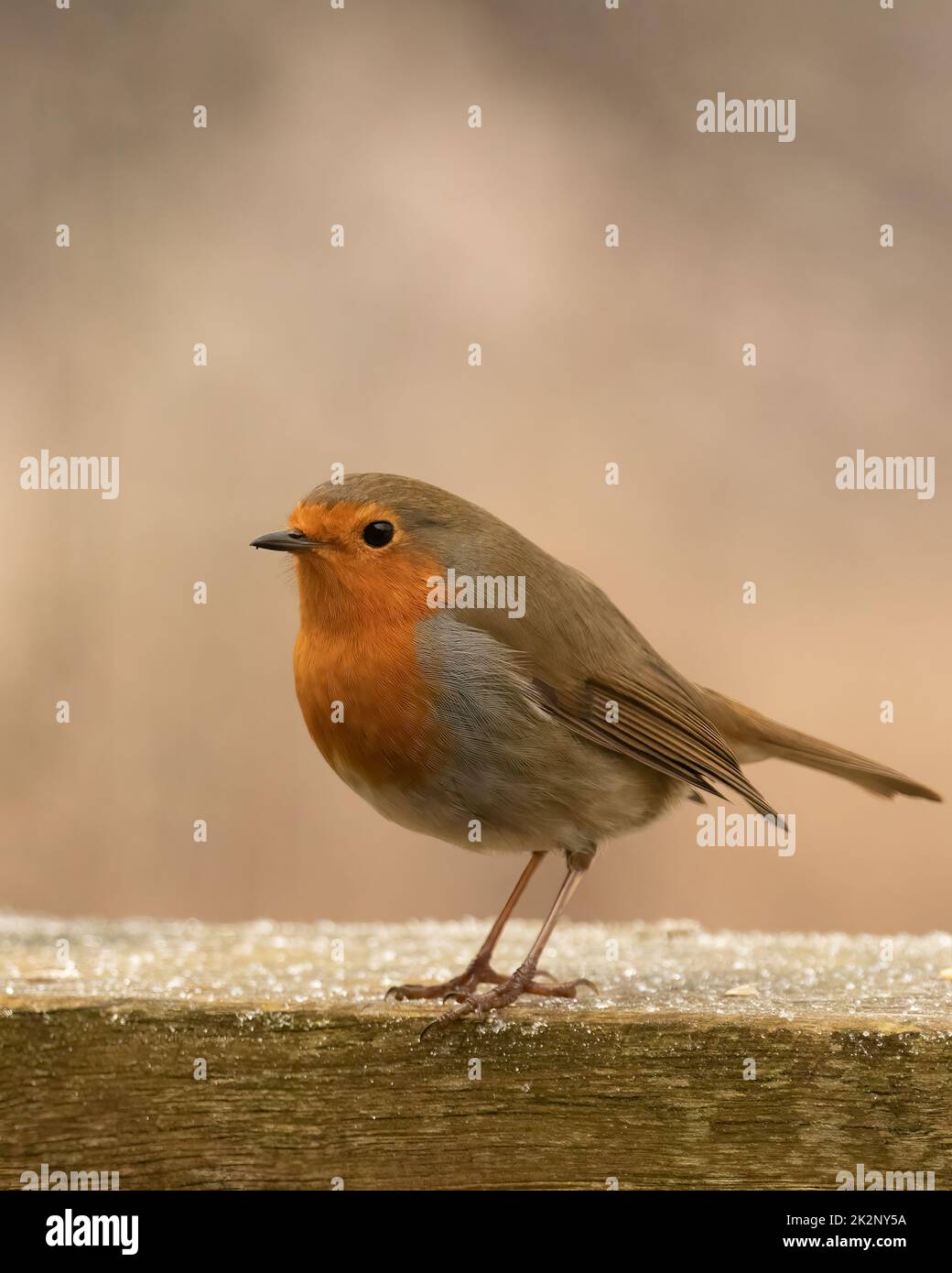 The European Robin redbreast bird perched on icy wooden fence Stock ...