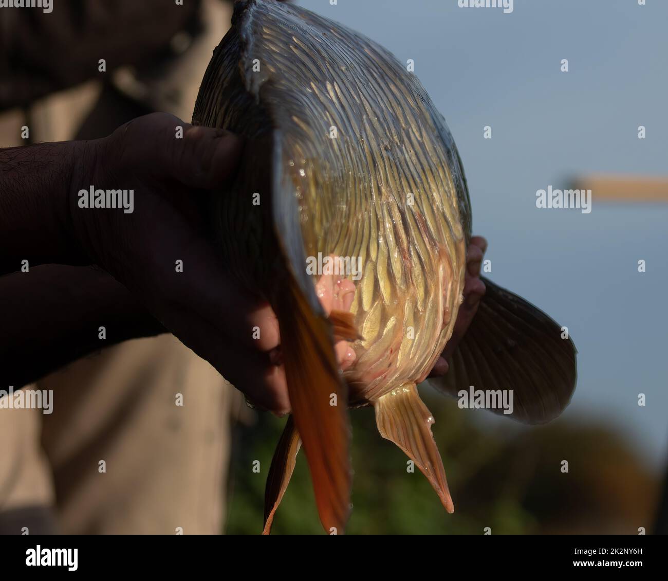 A Close up of Cyprinus Carpio fish's tail end being held in anonymous ...
