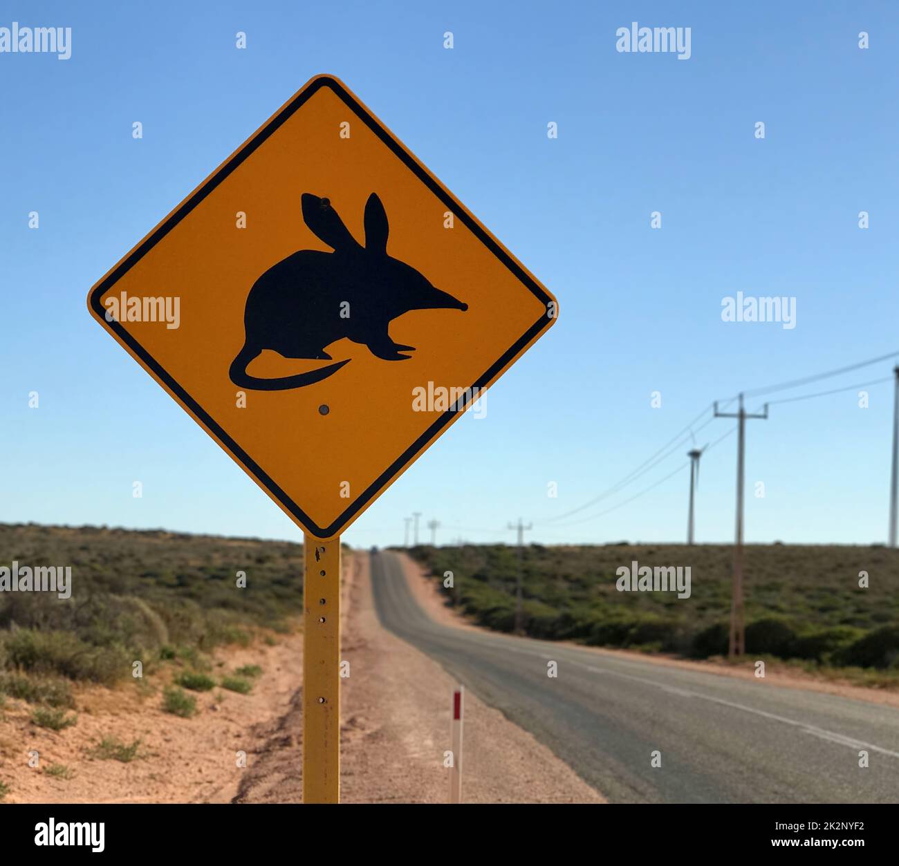 Bilby day hi-res stock photography and images - Alamy