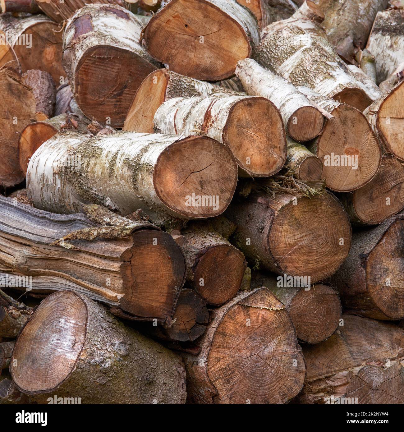 Birch firewood. These pieces of firewood are destined for the fireplace ...