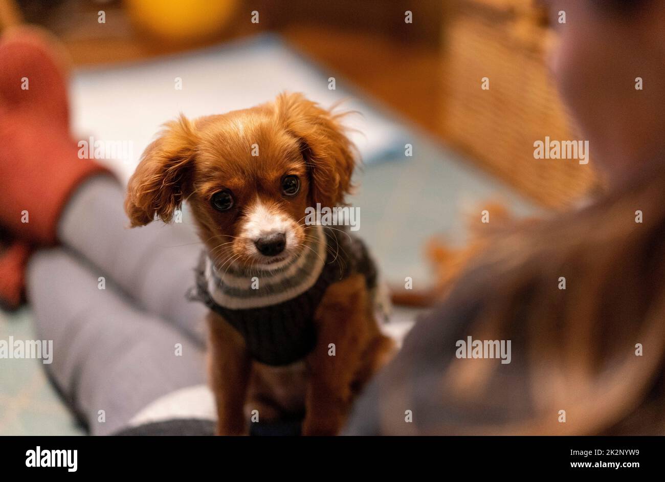 A close-up shot of a cavalier King Charles spaniel sitting on a girl's ...