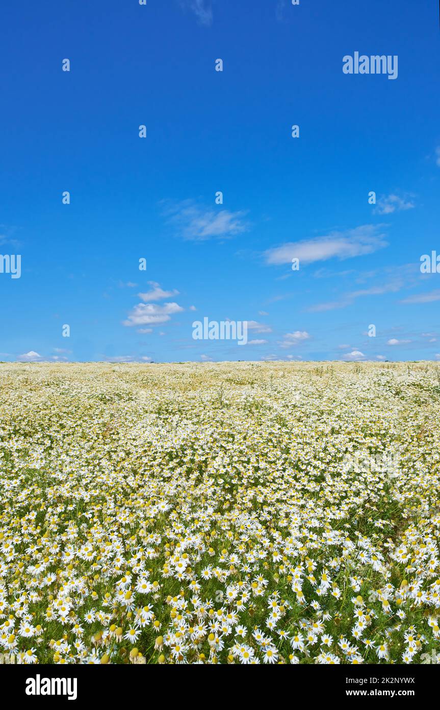 Idyllic summer scene. A landscape photo of a green field and blue sky ...