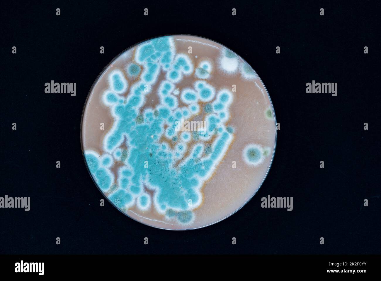 Petri dish with colonies of bacteria in a microbiology laboratory Stock ...