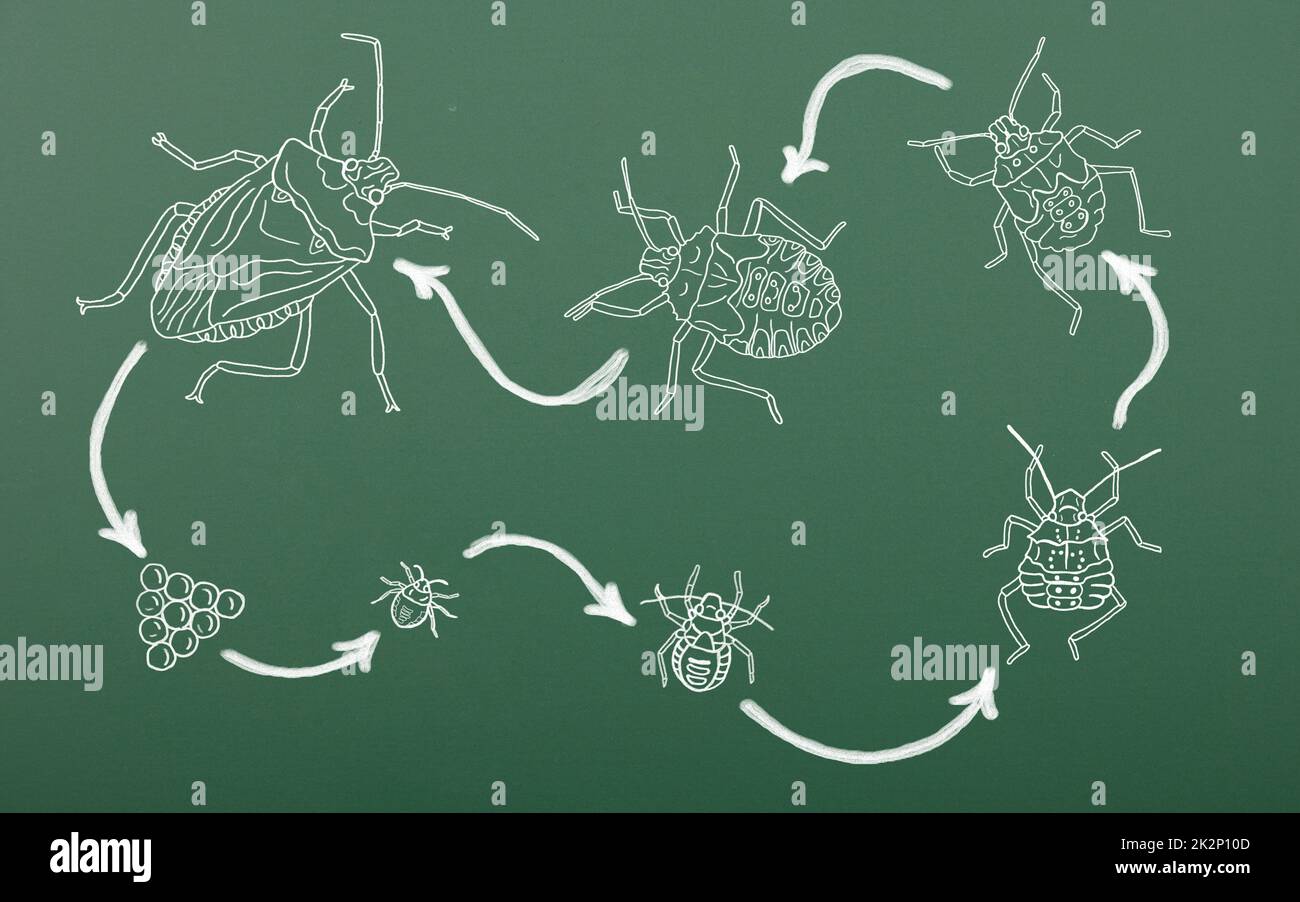 Chalk drawing of life cycle Elasmucha grisea also known as Parent bug ...