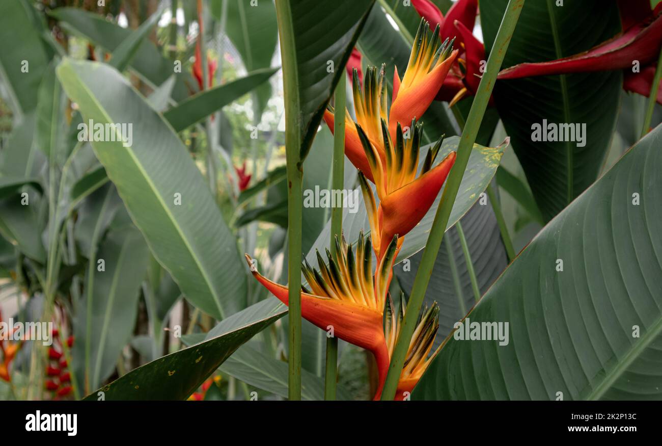 Yellow color flower in sri lanka hi-res stock photography and images ...